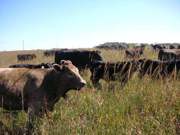 Contact Us - KMK Cattle Company